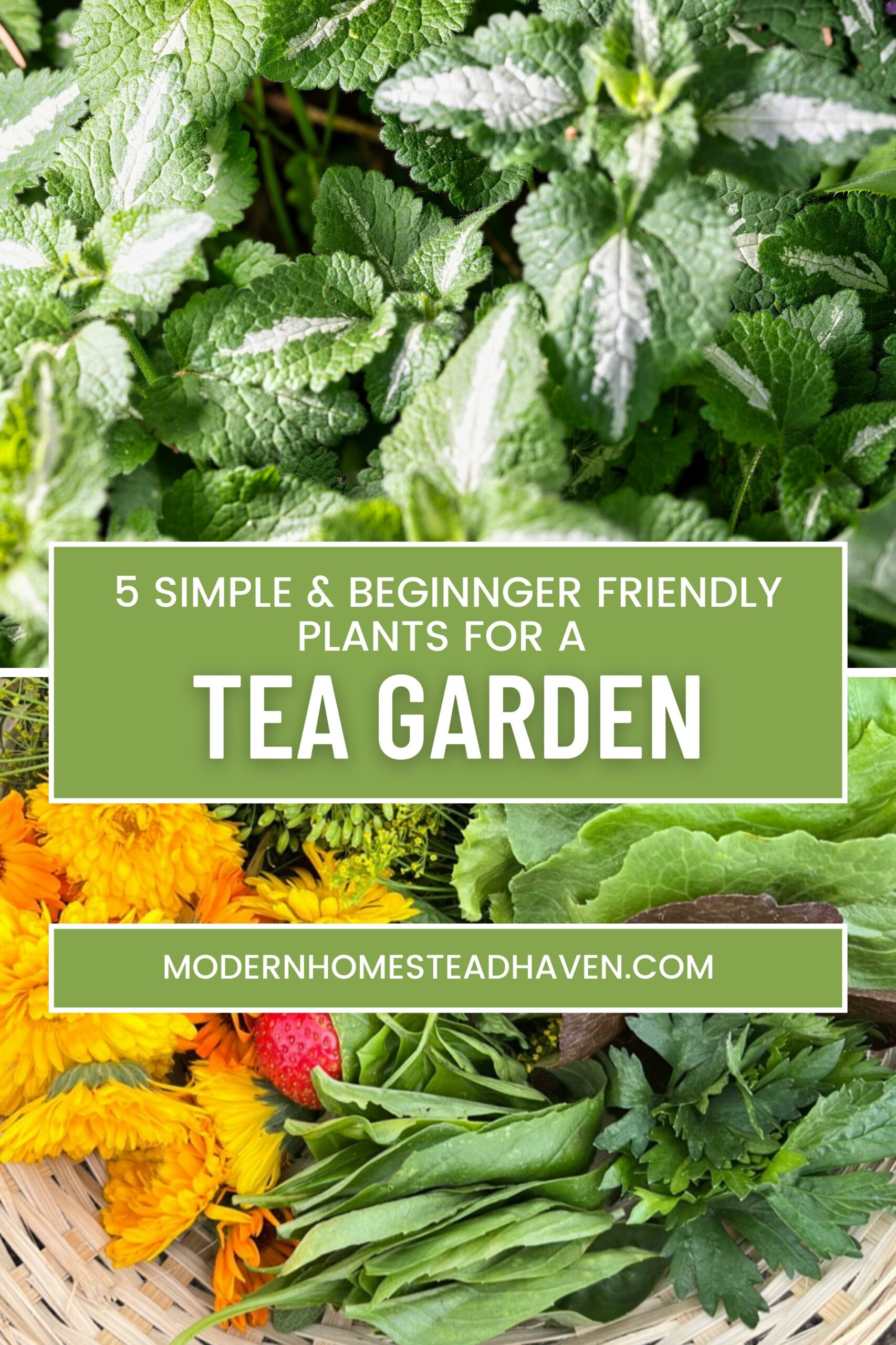 Simple Tea Garden - Modern Homestead Haven