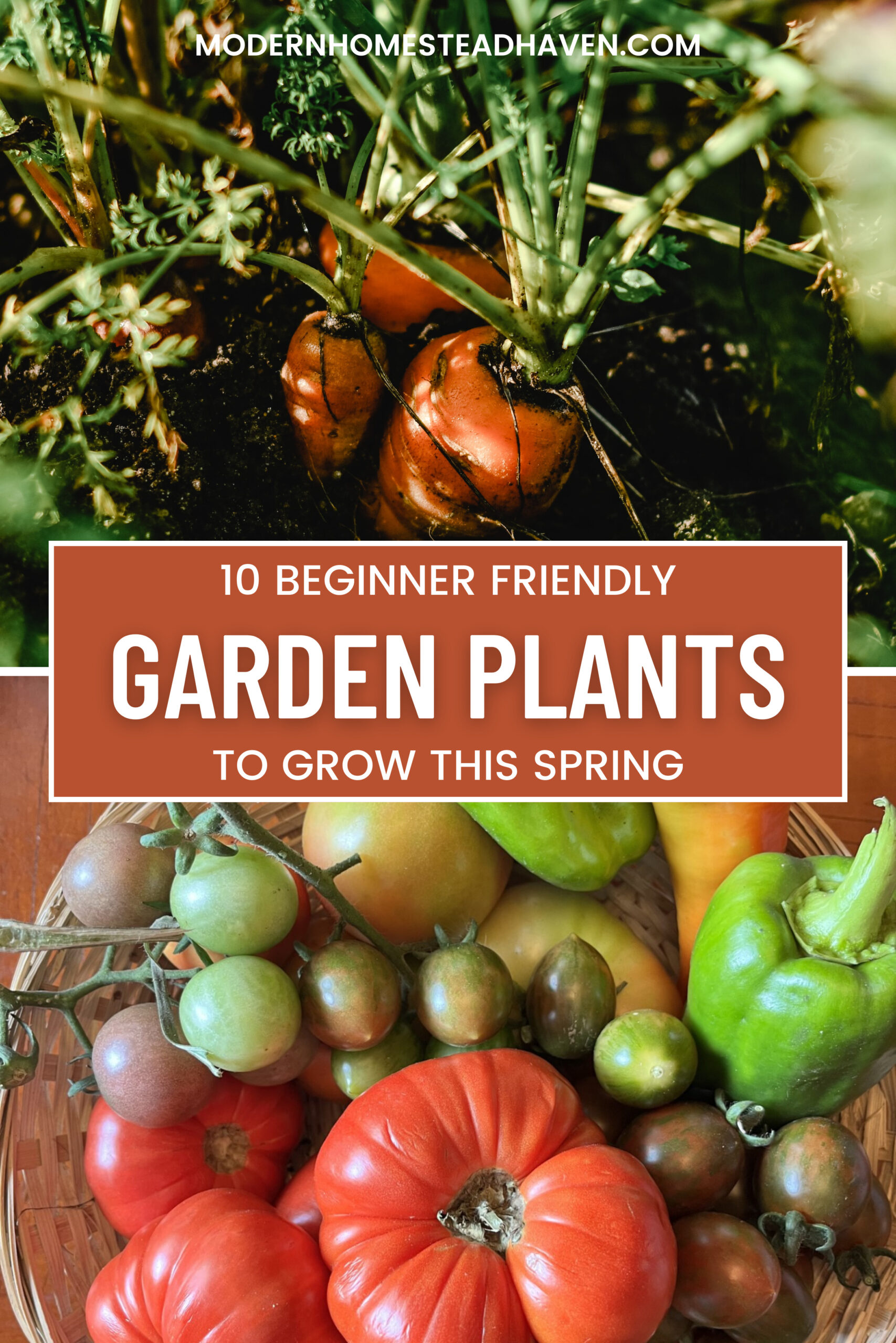 10 Beginner Garden Plants To Grow This Spring - Modern Homestead Haven