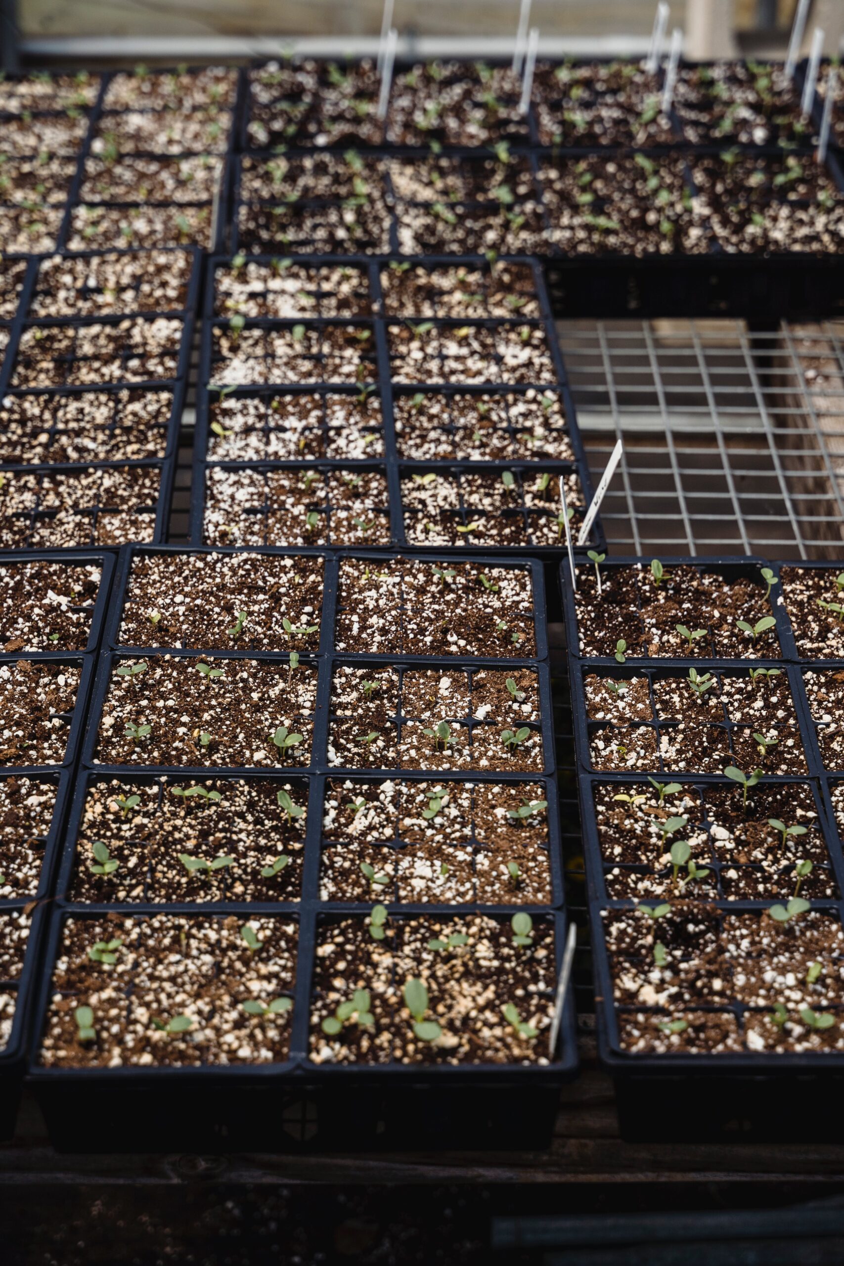 5 Plants To Start From Seed Indoors – Modern Homestead Haven