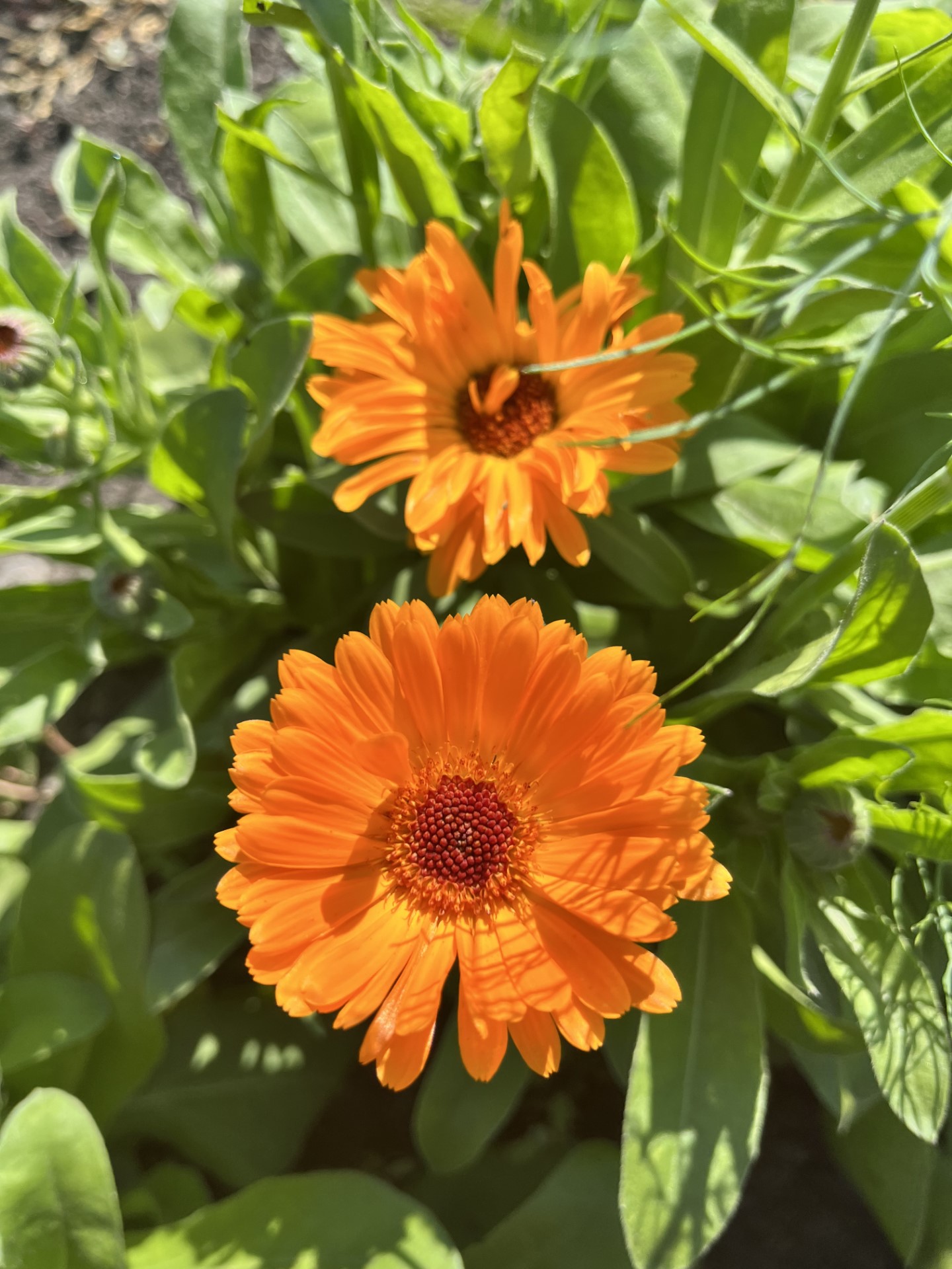 5 Beginner Friendly Herbs, Uses, & Remedies – Modern Homestead Haven