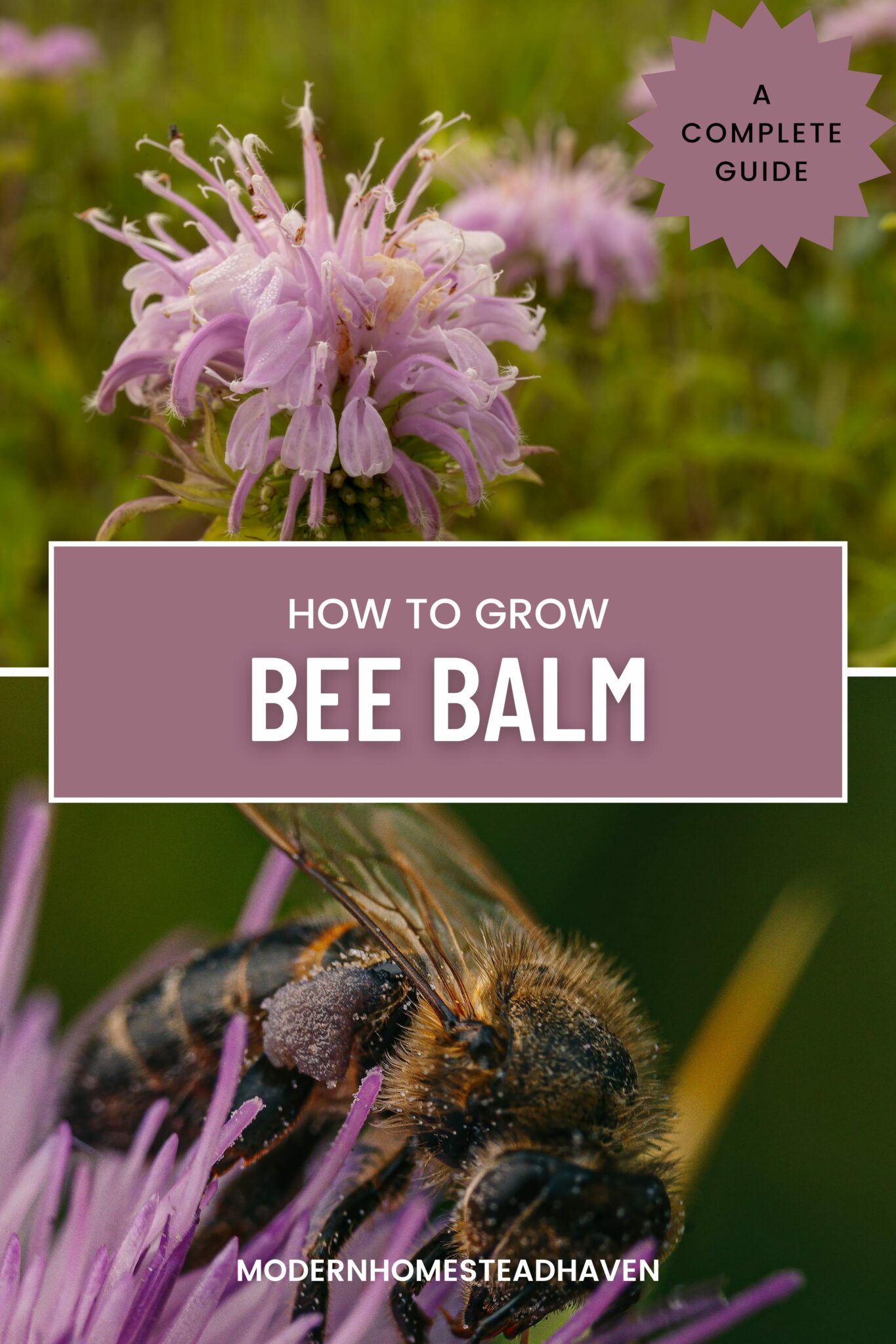 How to Grow Bee Balm (Wild Bergamot) - Modern Homestead Haven