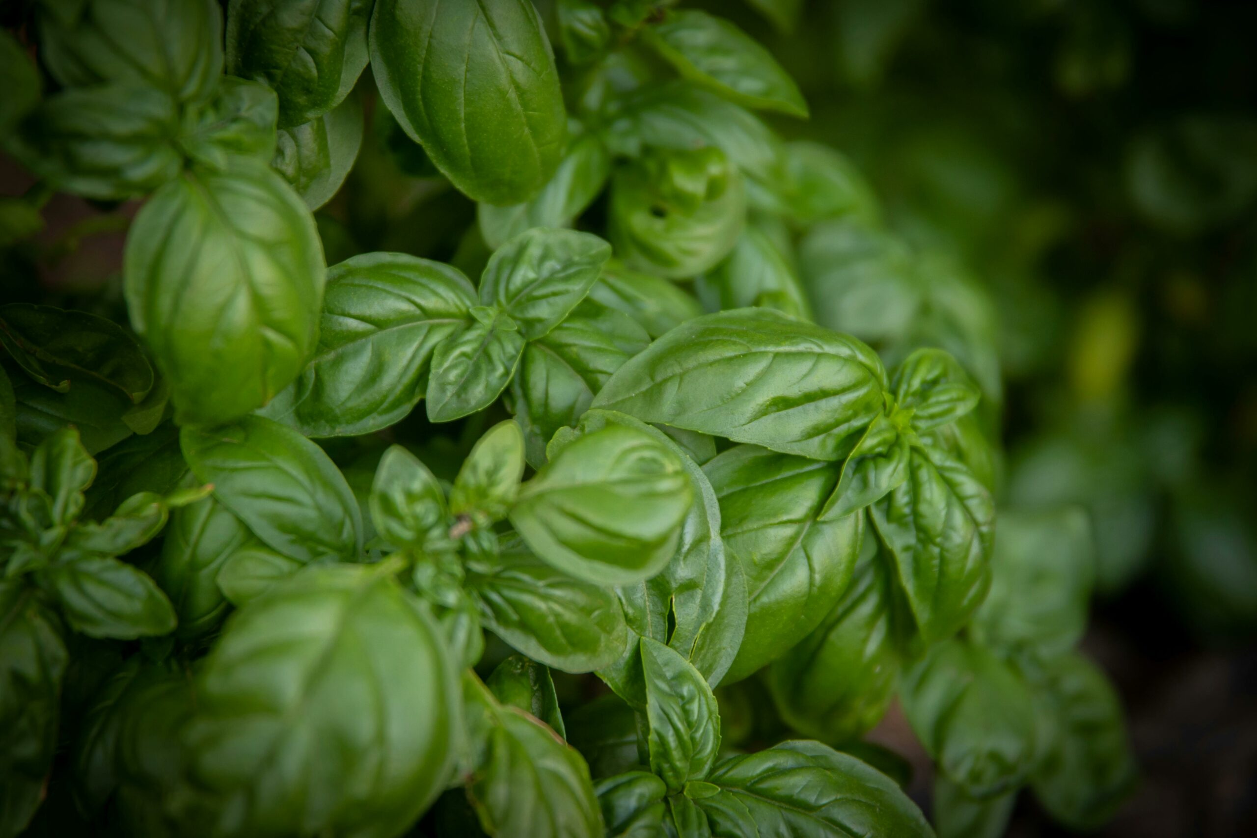 How To Grow Basil - Modern Homestead Haven